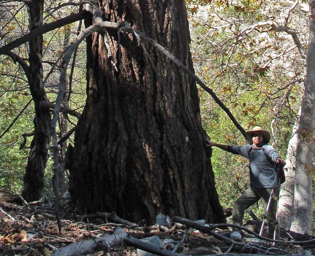 MK-Tree - Michael Kauffmann