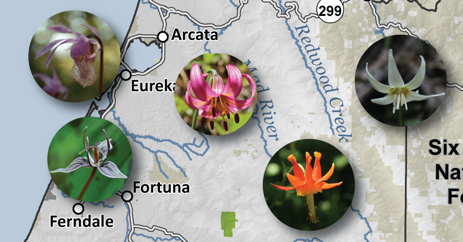 Humboldt County Wildflowers - Michael Kauffmann