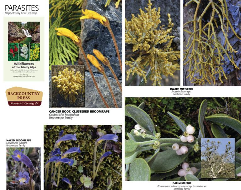 Heterotrophic Plants - Michael Kauffmann