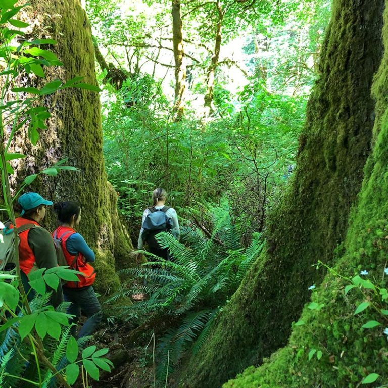Redwood Experimental Forest - Michael Kauffmann