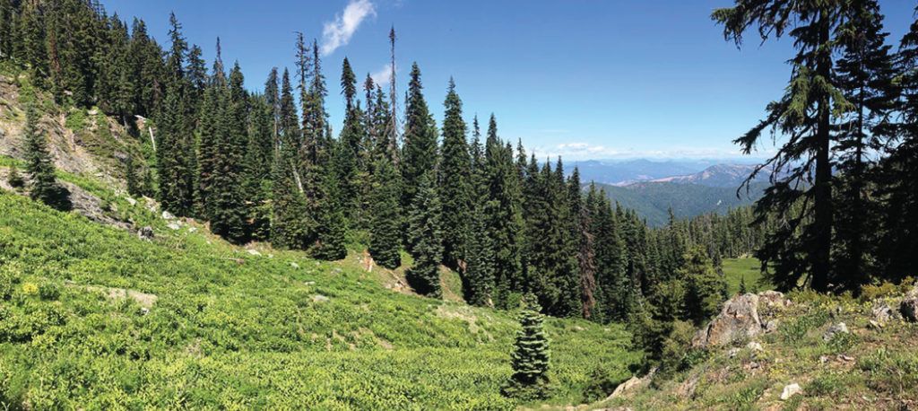 Pacific Silver Fir in California - Michael Kauffmann