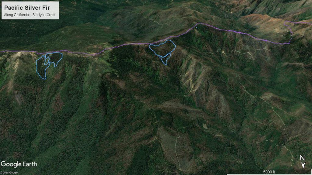 Pacific Silver Fir in California - Michael Kauffmann