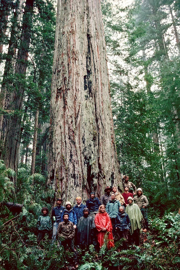 All Species Grove - Michael Kauffmann