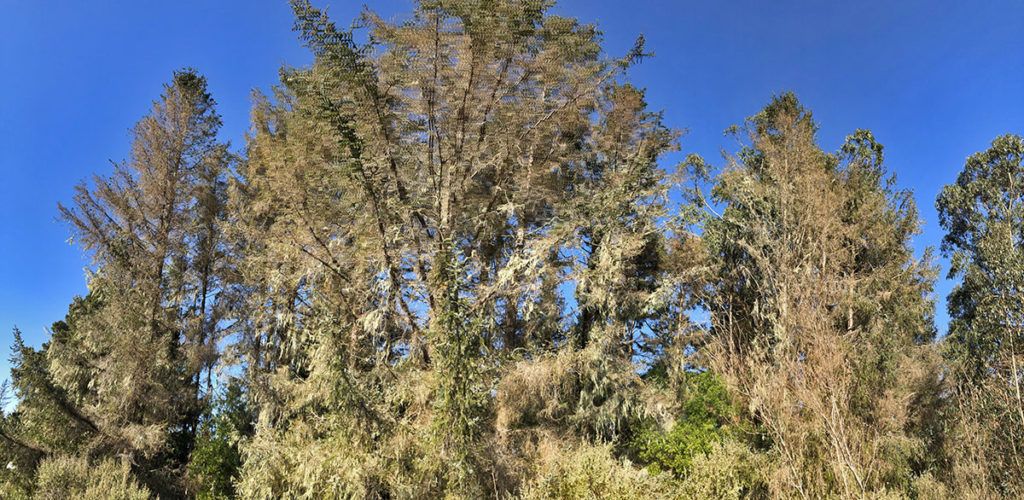 Sitka Spruce Decline in California - Michael Kauffmann