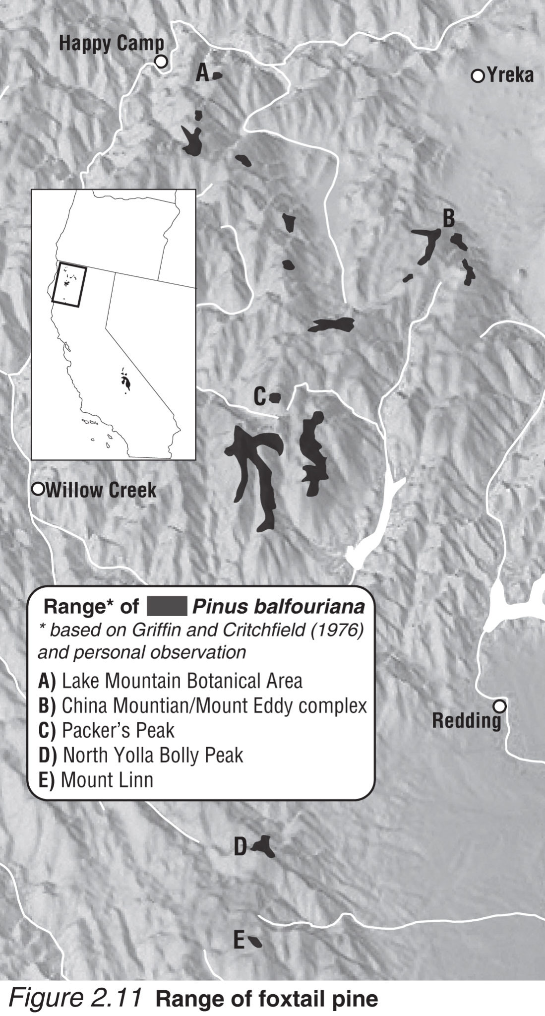 Klamath Foxtail Pine - Michael Kauffmann
