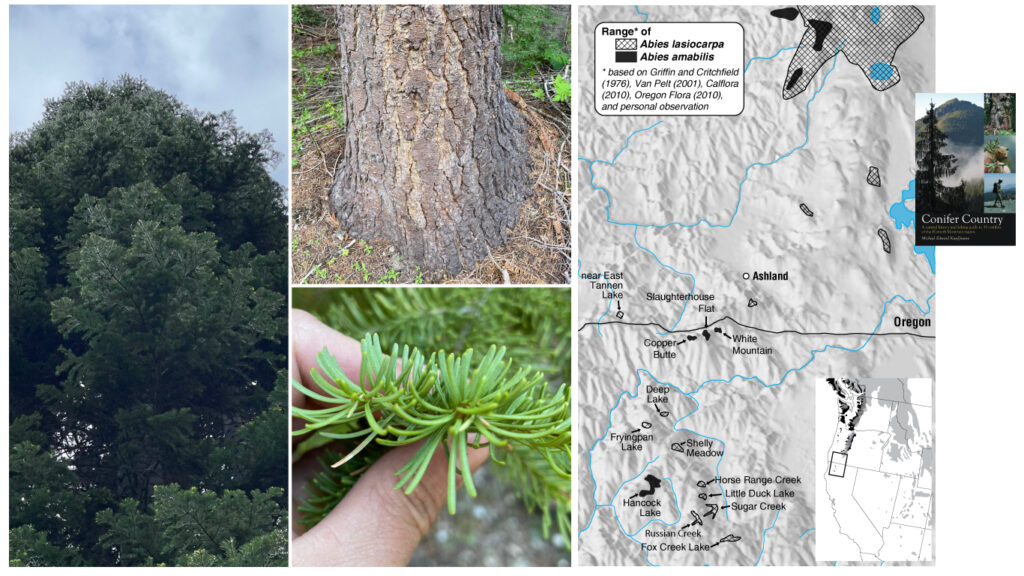 Engelmann Spruce and Subalpine Fir in California - Michael Kauffmann