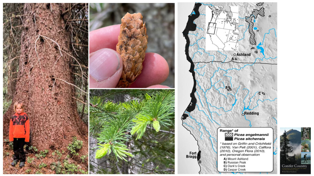 Engelmann Spruce and Subalpine Fir in California - Michael Kauffmann