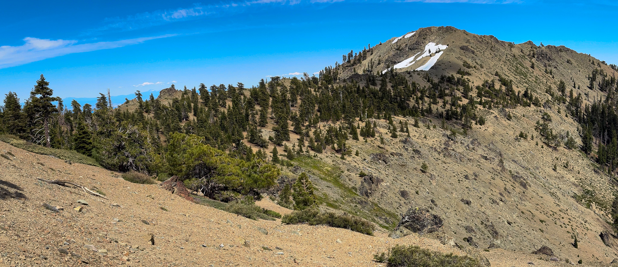 Among Ancient Pines on Mount Linn