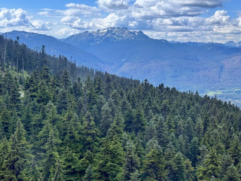 Conifer Forests of Whistler, BC